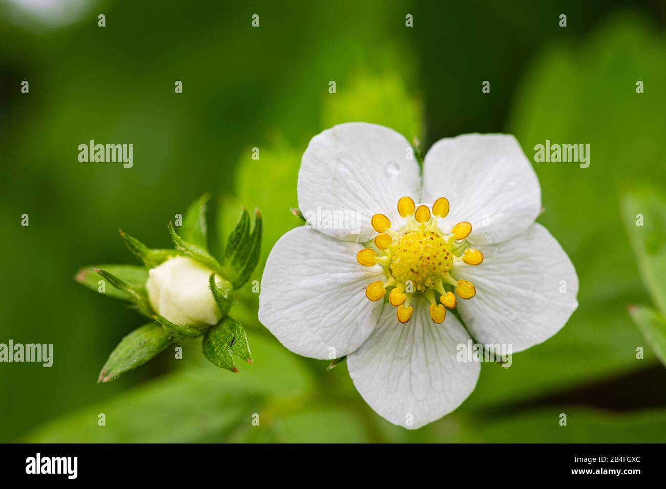 Strawberry blossom 60 фото - Baxastroy.ru