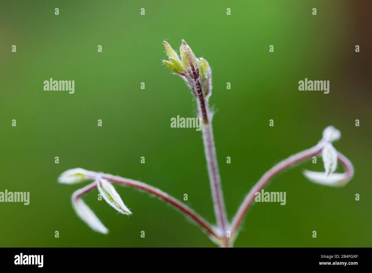 Clematis, leaves shoot, bud Stock Photo - Alamy