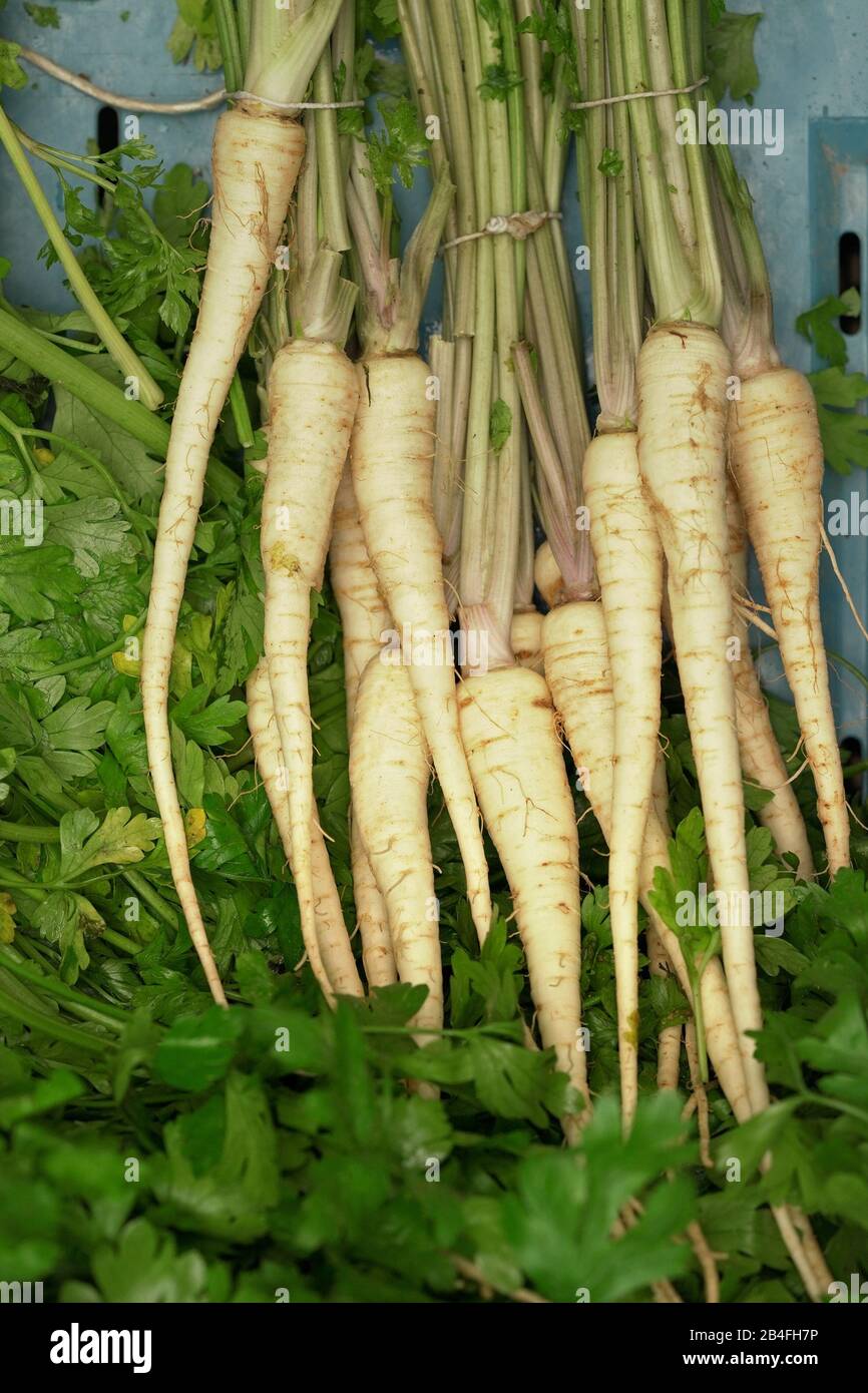 Parsnip Leaves Root High Resolution Stock Photography and Images - Alamy