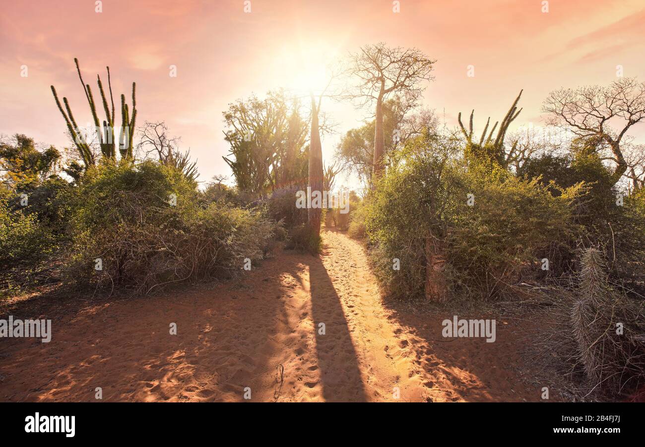 Forest with small baobab and octopus trees, bushes and grass growing on ...