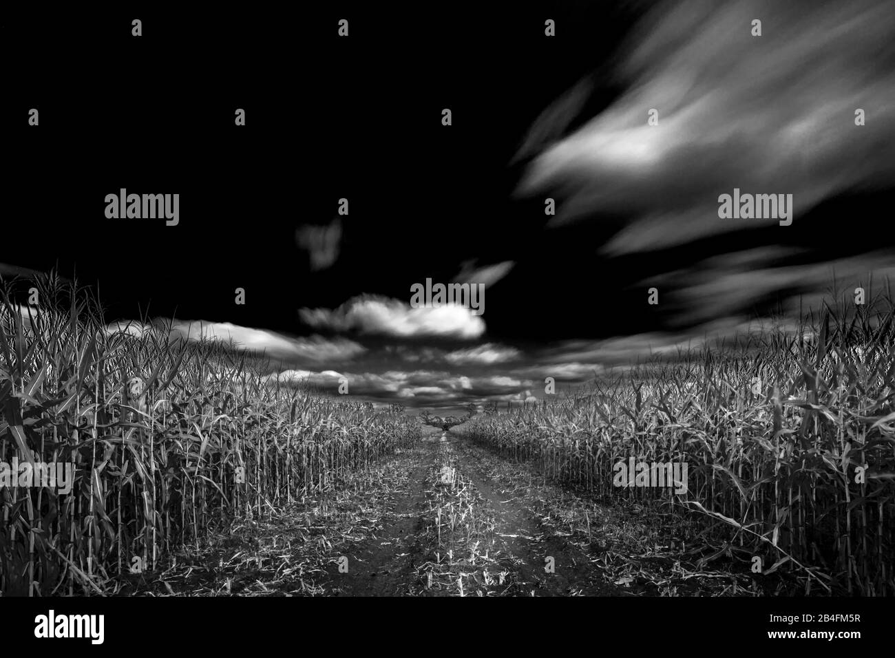 Field exposure hi-res stock photography and images - Alamy