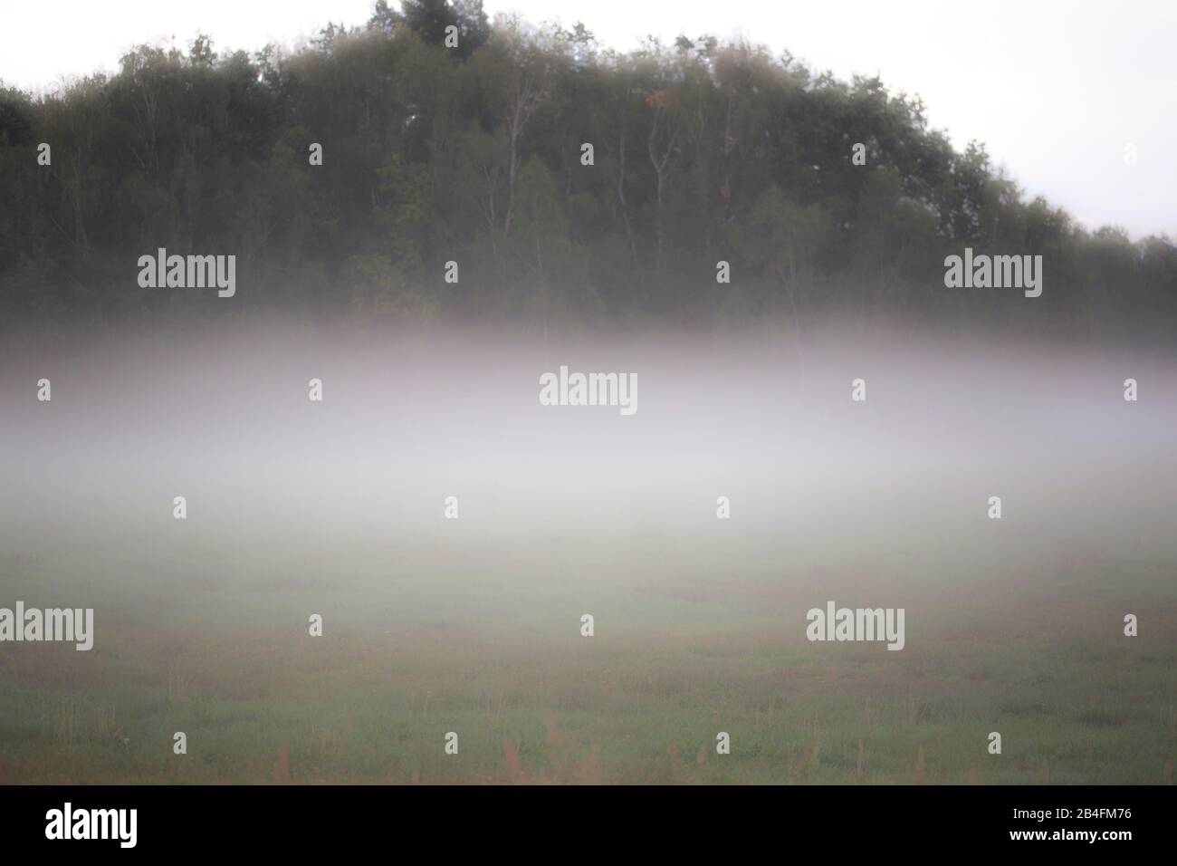 Meadow with trees in morning mist hi-res stock photography and images ...