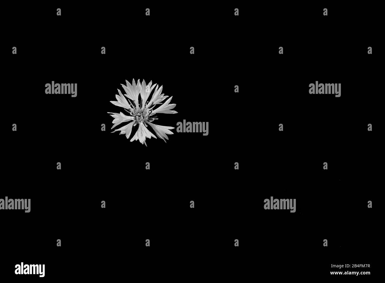 Spring flowers forest Black and White Stock Photos & Images - Alamy