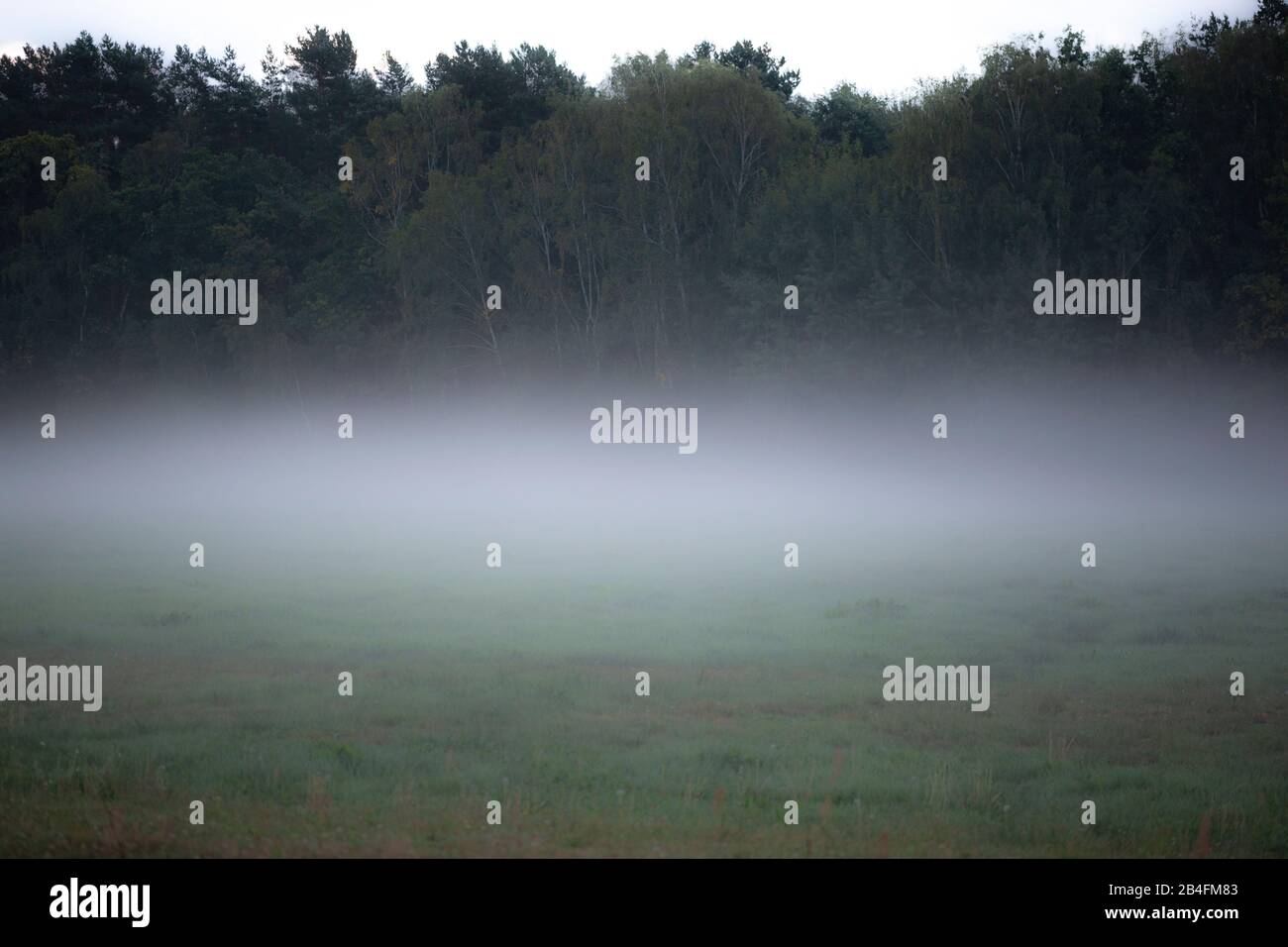 Meadow with trees in morning mist hi-res stock photography and images ...
