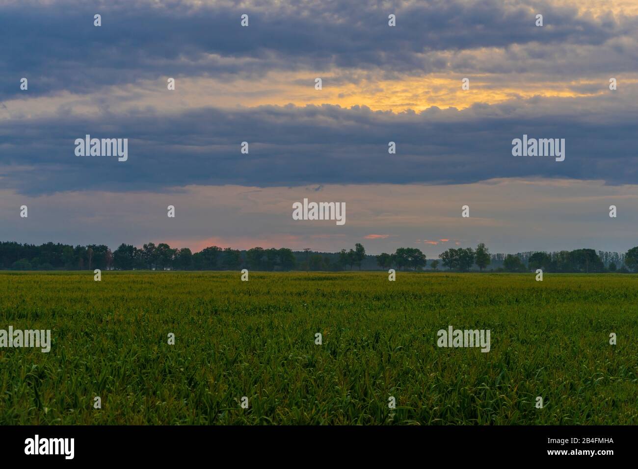 Sunrise corn field hi-res stock photography and images - Alamy
