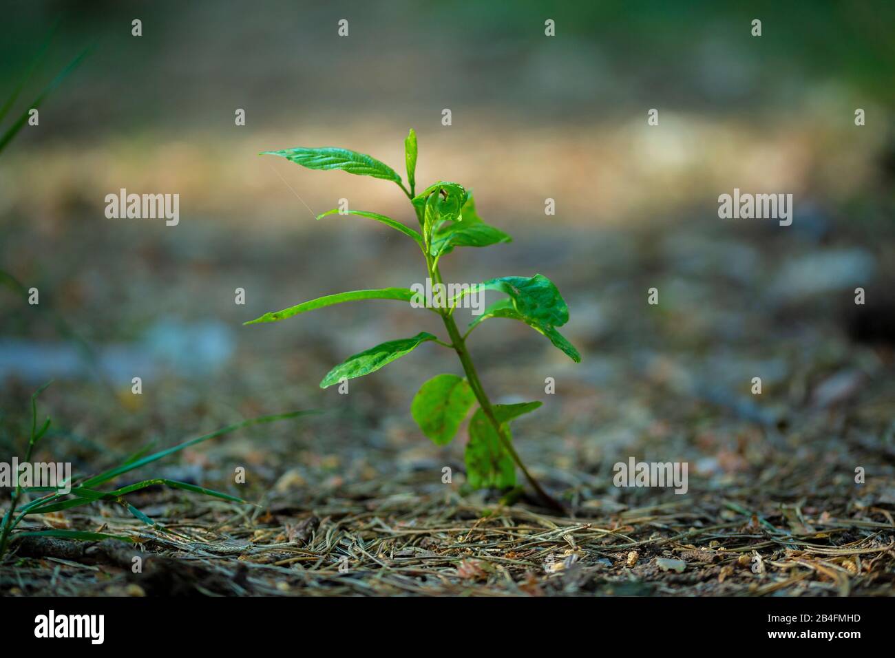 a young tree in the forest Stock Photo - Alamy