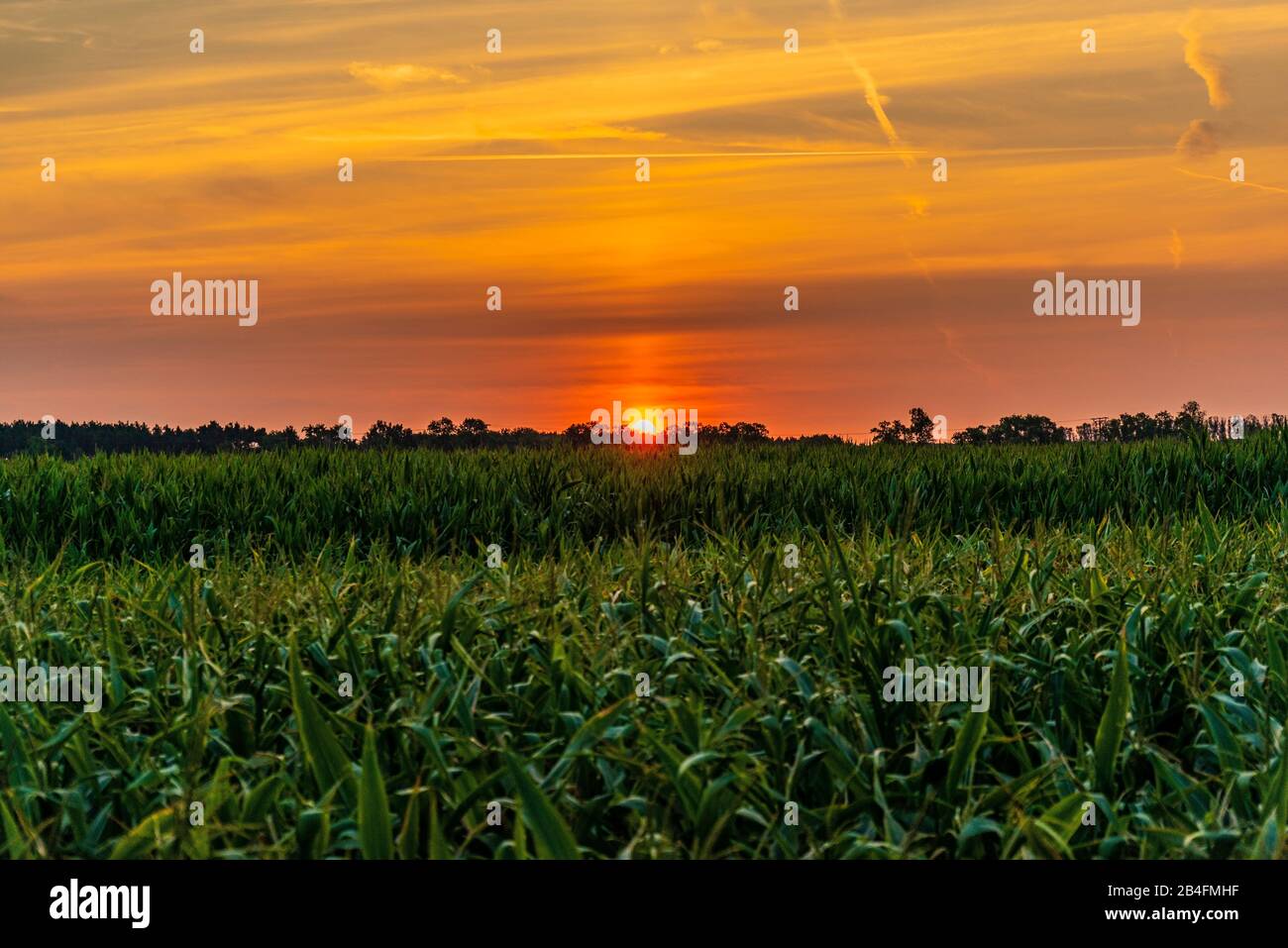 Corn field at sunrise hi-res stock photography and images - Alamy