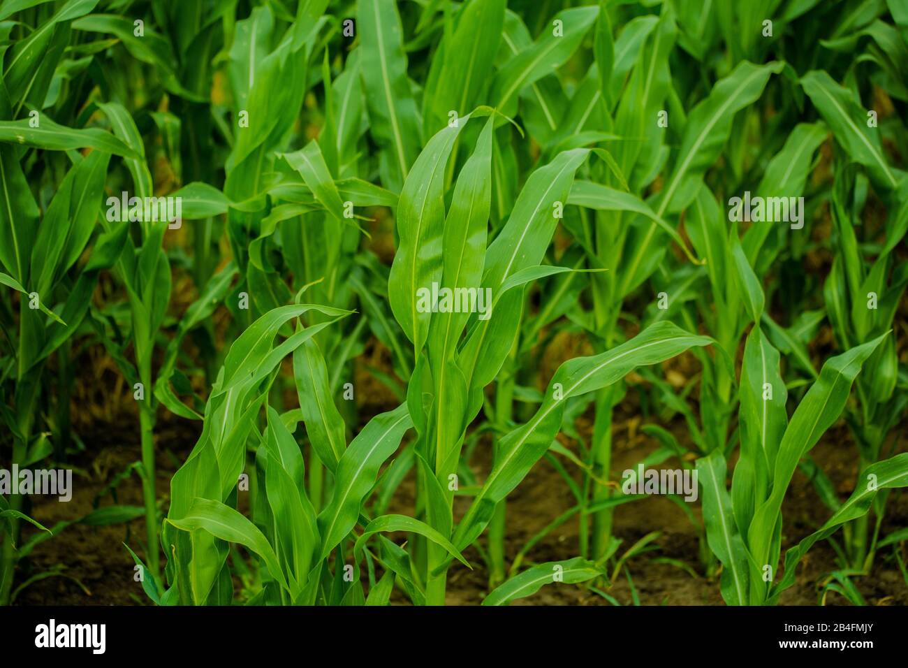 Corn field in the summer Stock Photo - Alamy