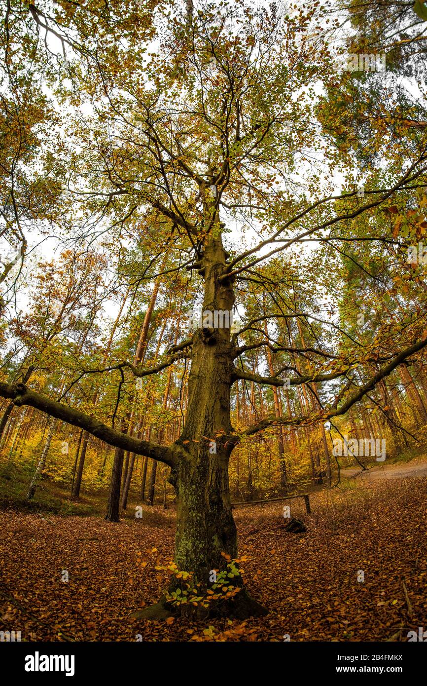 a Beech tree in the forest Stock Photo - Alamy