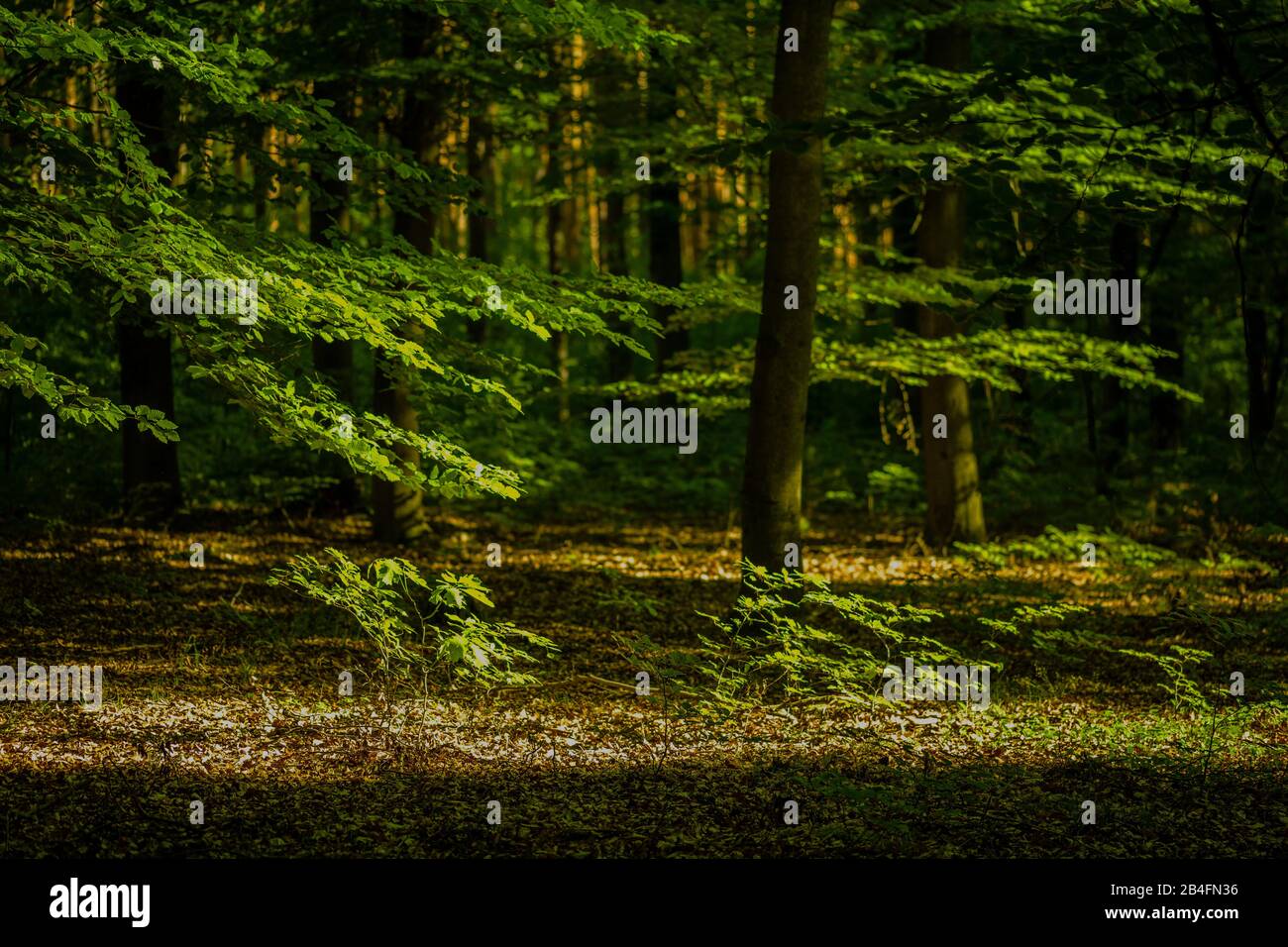 The sun shines in a beech forest in spring hi-res stock photography and ...