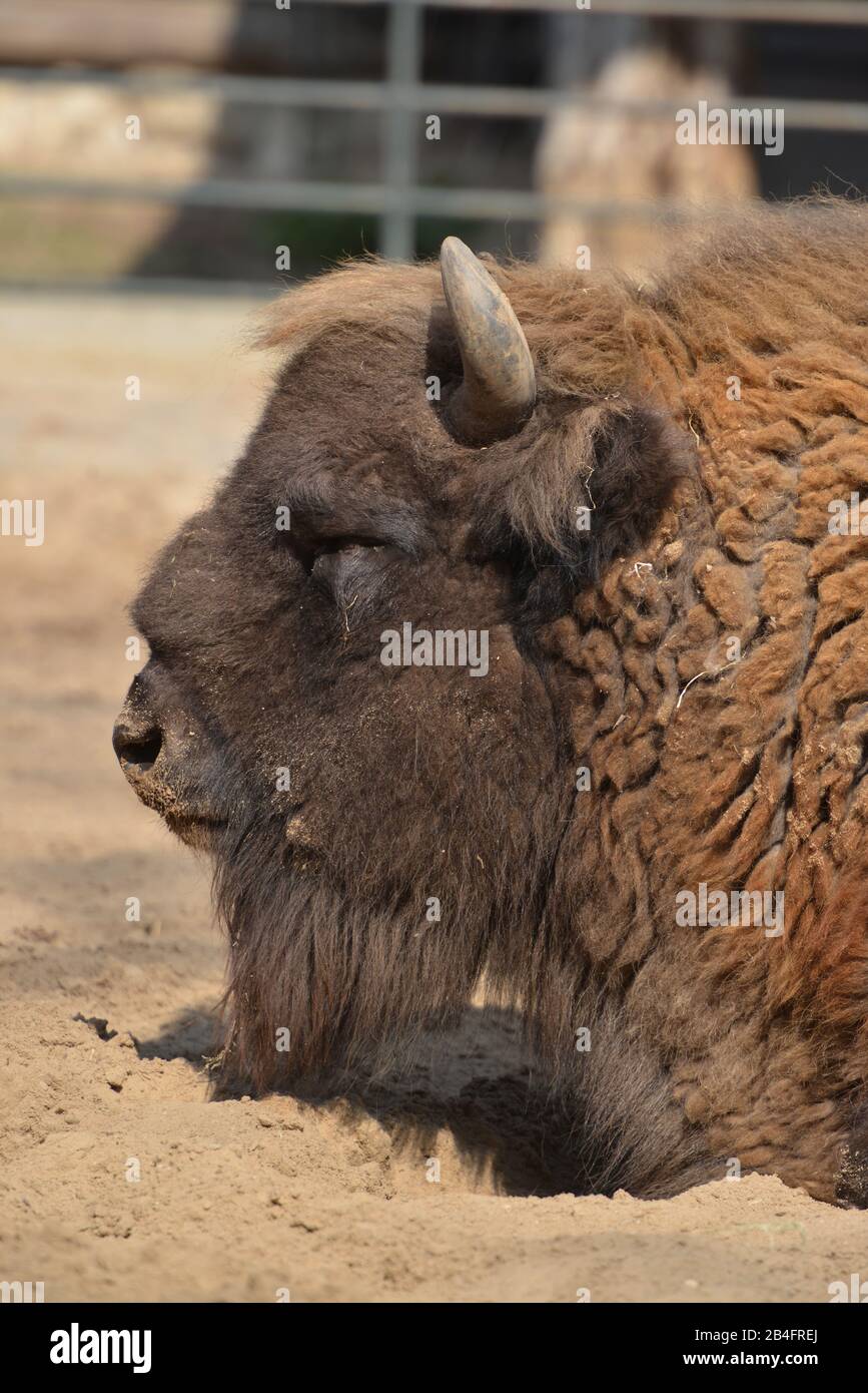 Wisent (Bison bonasus), Zoologischer Garten, Tiergarten, Berlin Stock ...