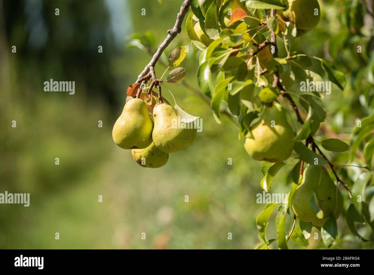 Pear plant hi-res stock photography and images - Alamy