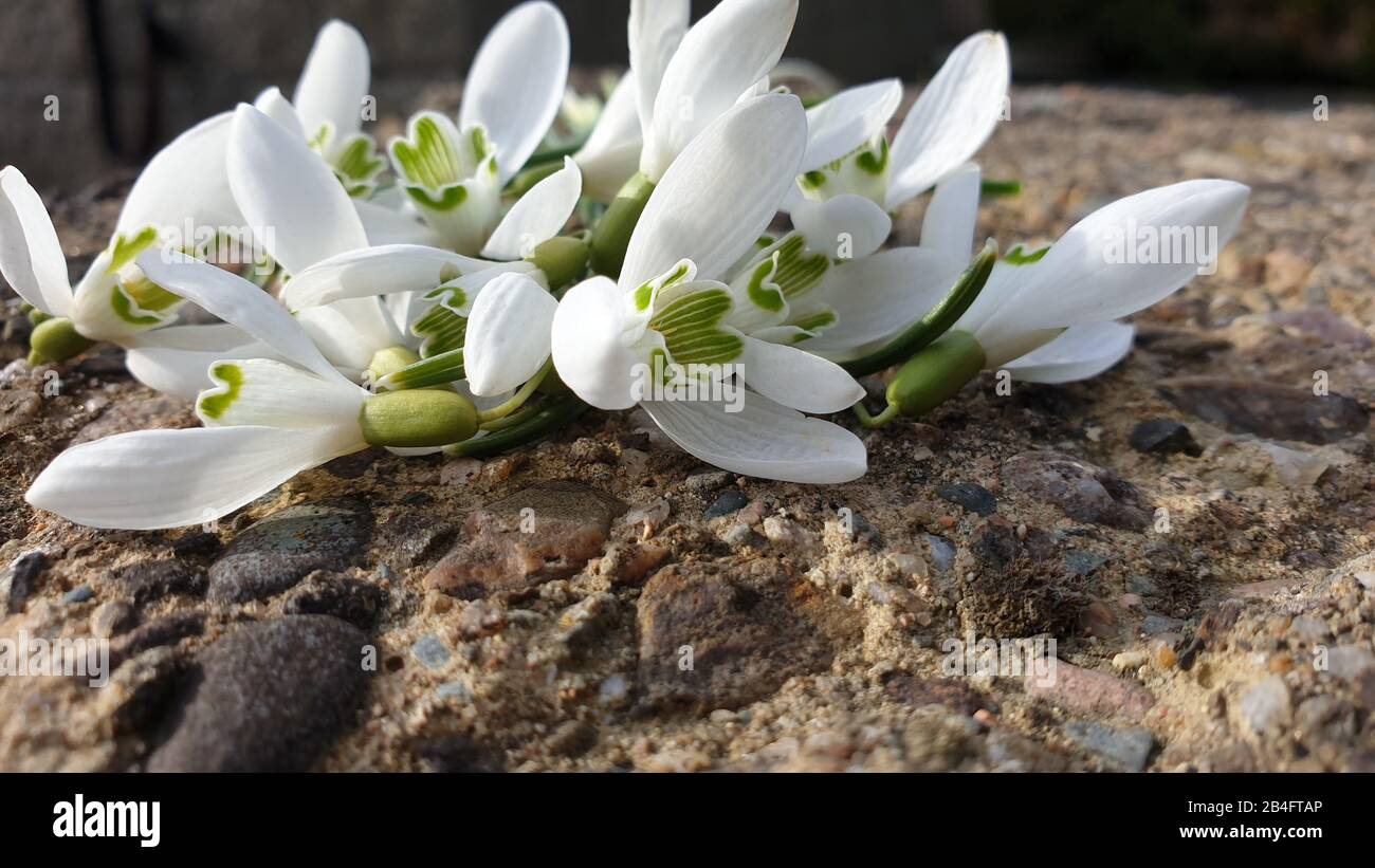 Snowdrops lying on stone background Stock Photo - Alamy