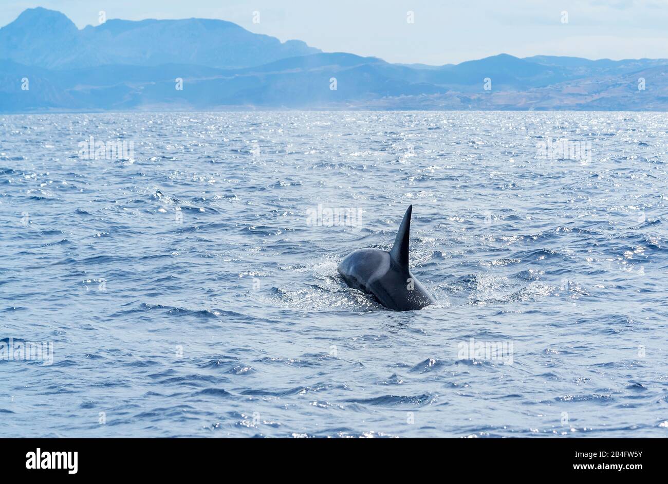 Strait of gibraltar orca hi-res stock photography and images - Alamy