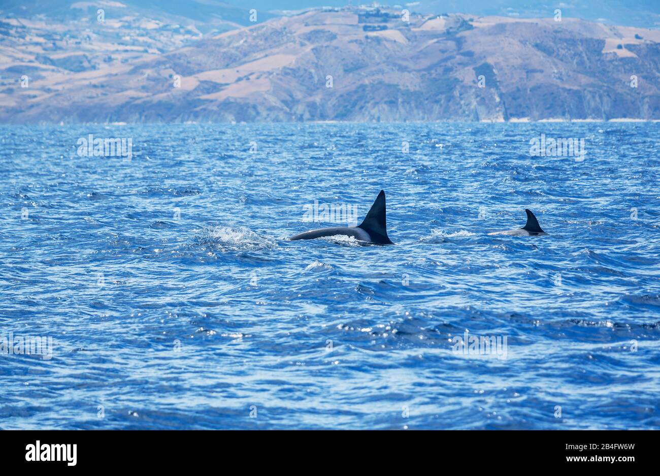 Killer Whales (Orcinus orca) swimming in the strait of Gibraltar ...