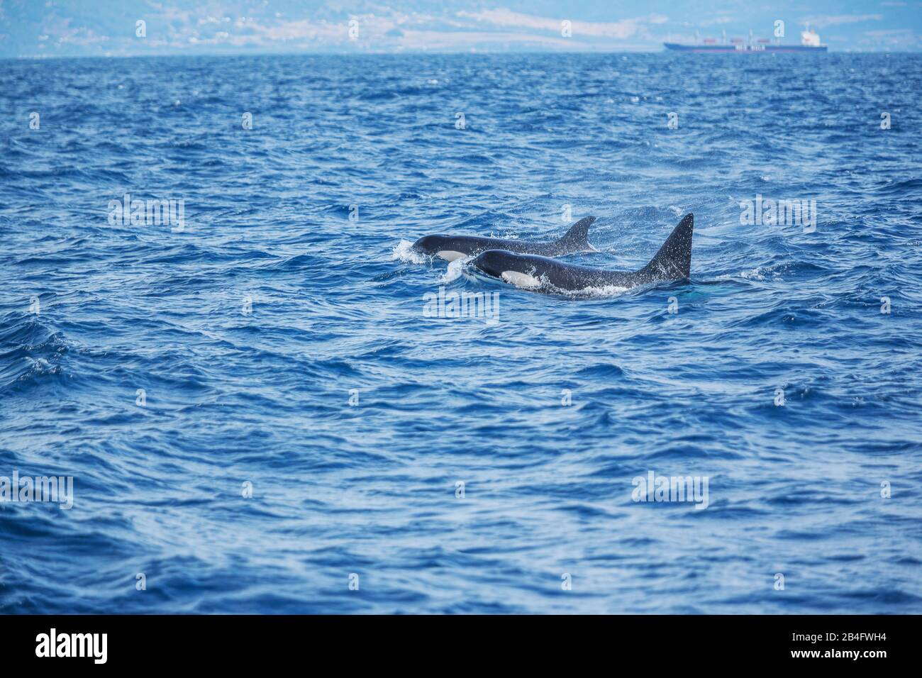 Two Killer Whales (Orcinus orca) swimming together in the strait of ...