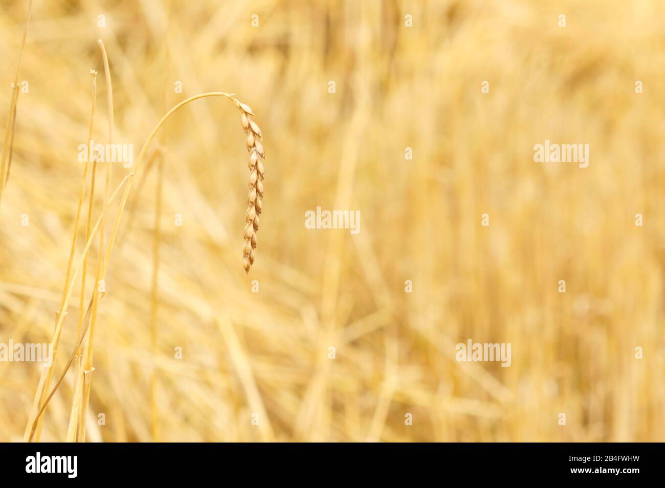 Dry field of spelt during summertime ready to harvest Stock Photo - Alamy