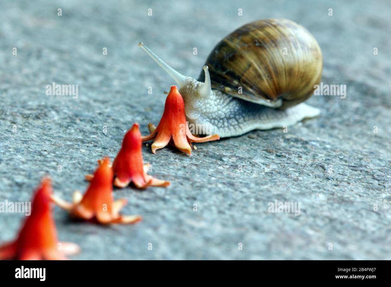 Facing shell hi-res stock photography and images - Alamy