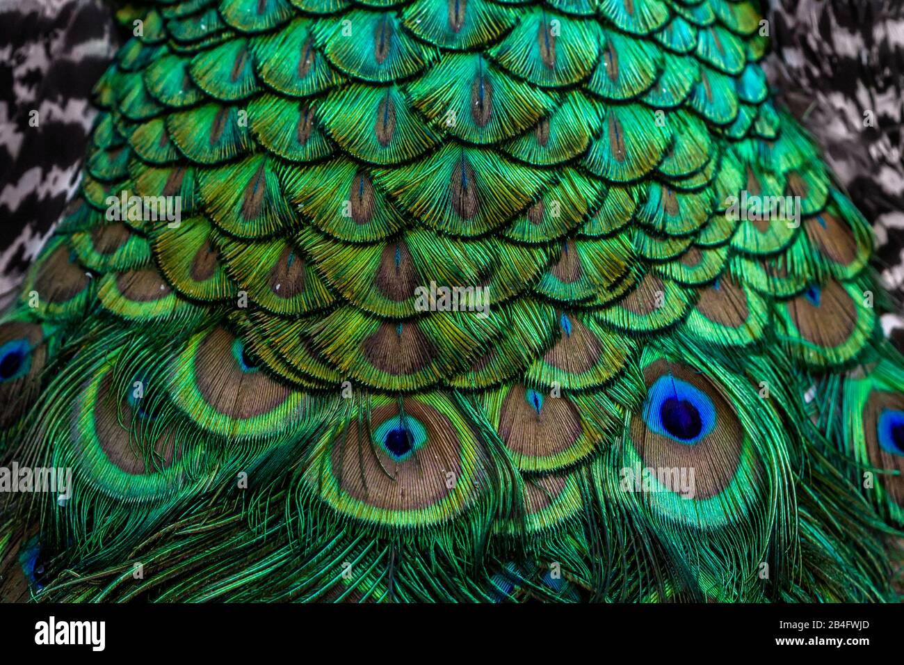 Feathers and neck hi-res stock photography and images - Alamy