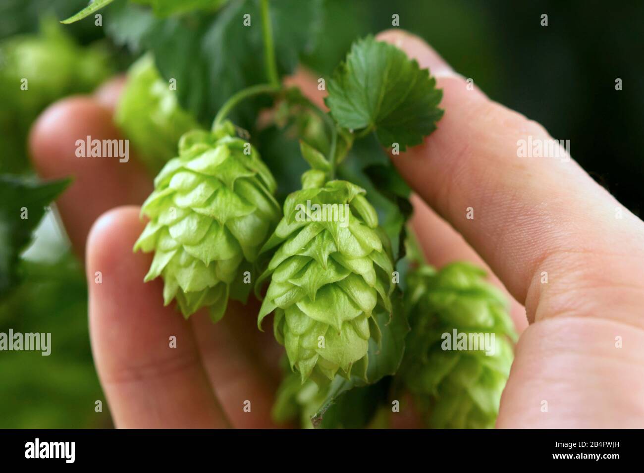 hop plant, close-up Stock Photo - Alamy