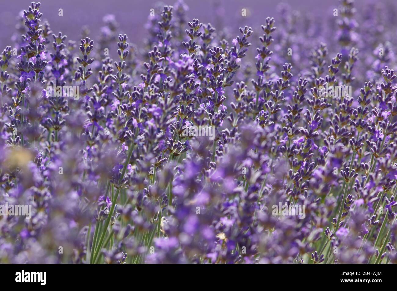 Beautiful rows of lavender bushes ready to harvest Stock Photo - Alamy