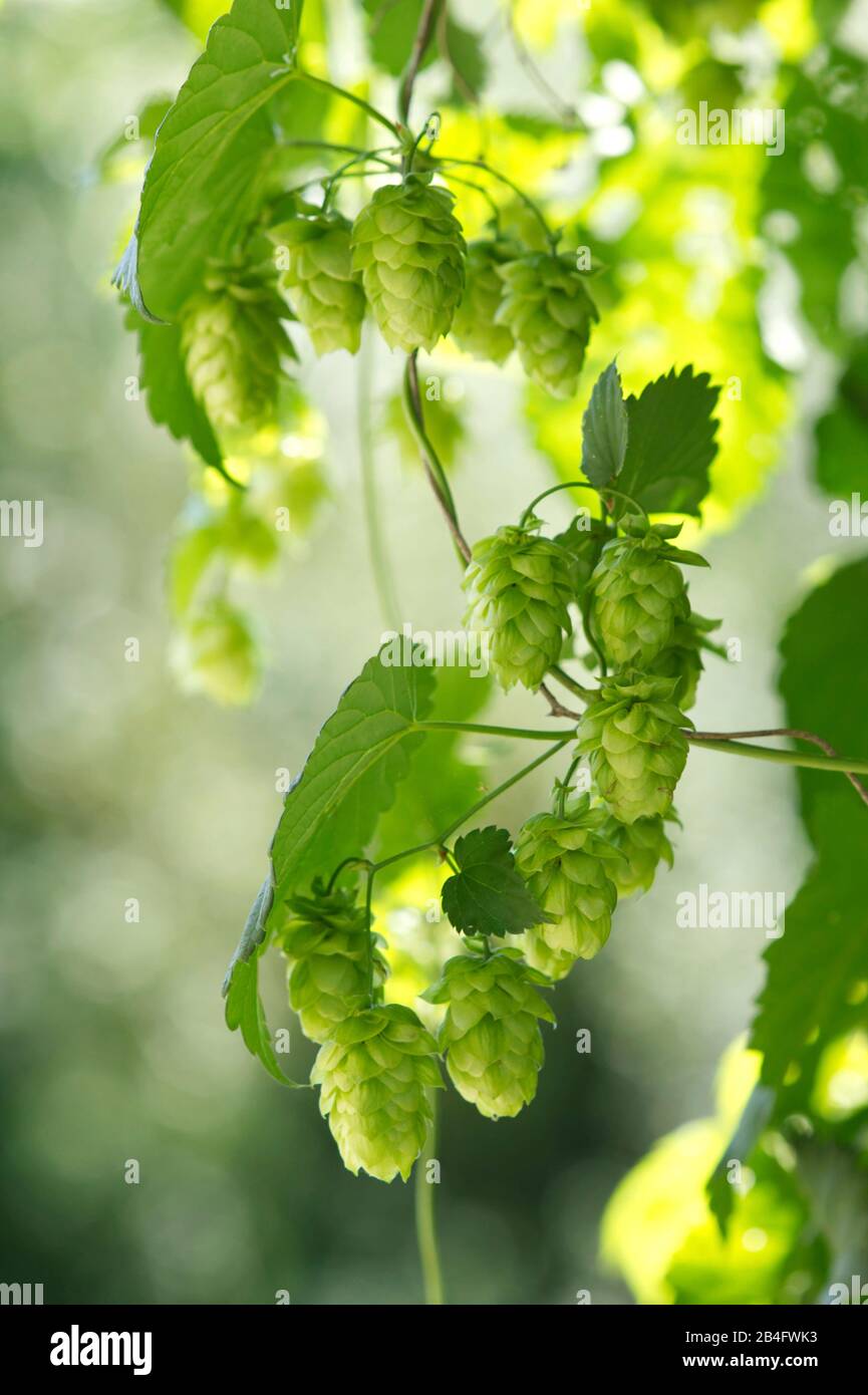 hop plant, close-up Stock Photo - Alamy