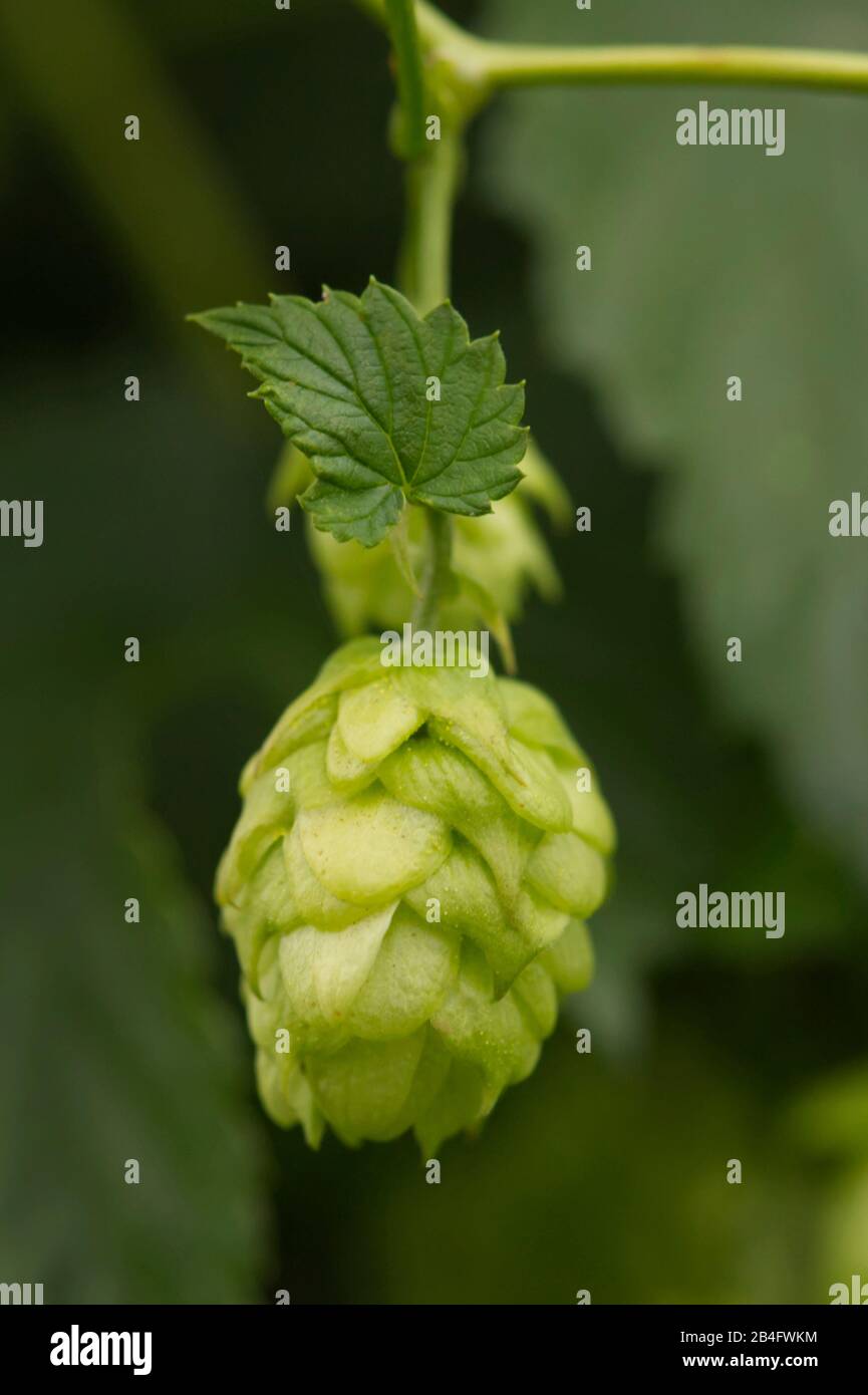 hop plant, close-up Stock Photo - Alamy