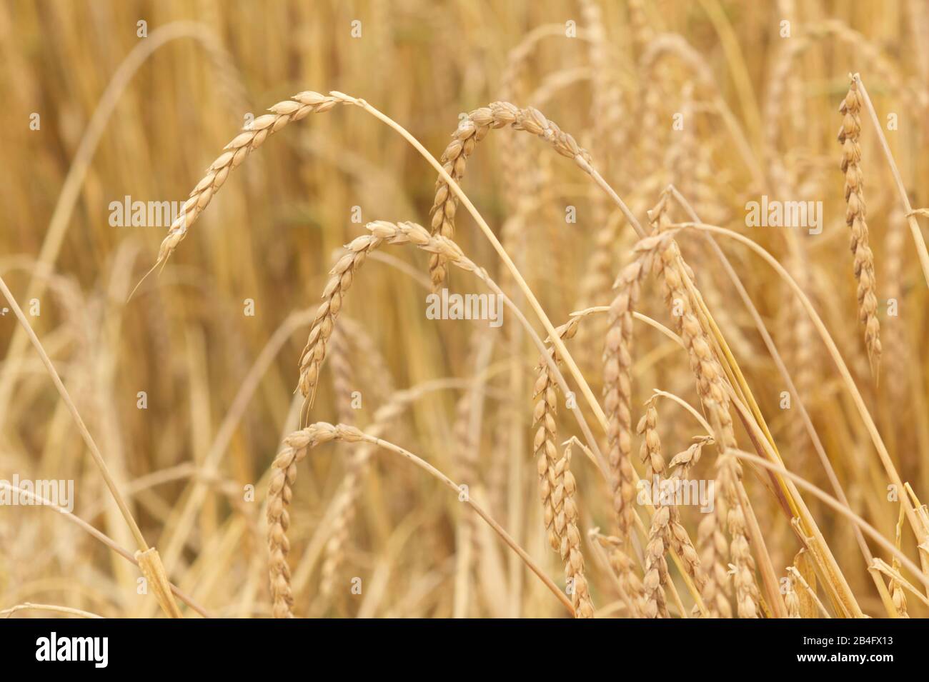 Dry field of spelt during summertime ready to harvest Stock Photo - Alamy