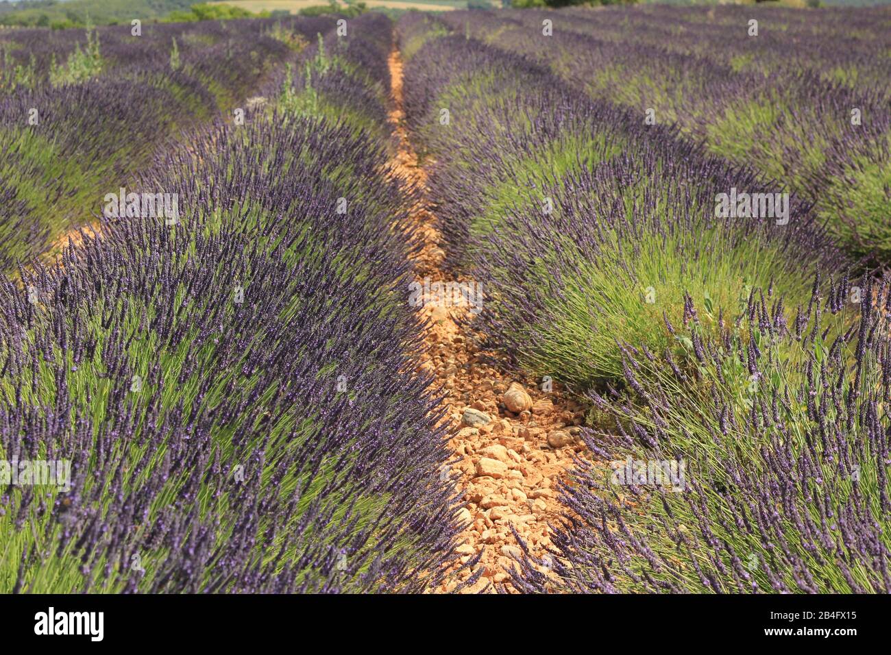 Beautiful rows of lavender bushes ready to harvest Stock Photo - Alamy