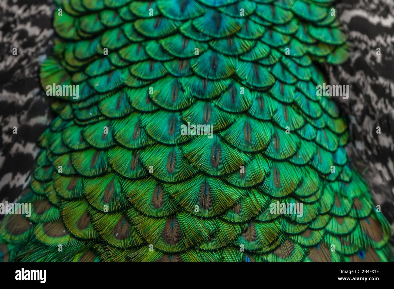 Green neck peacock hi-res stock photography and images - Alamy