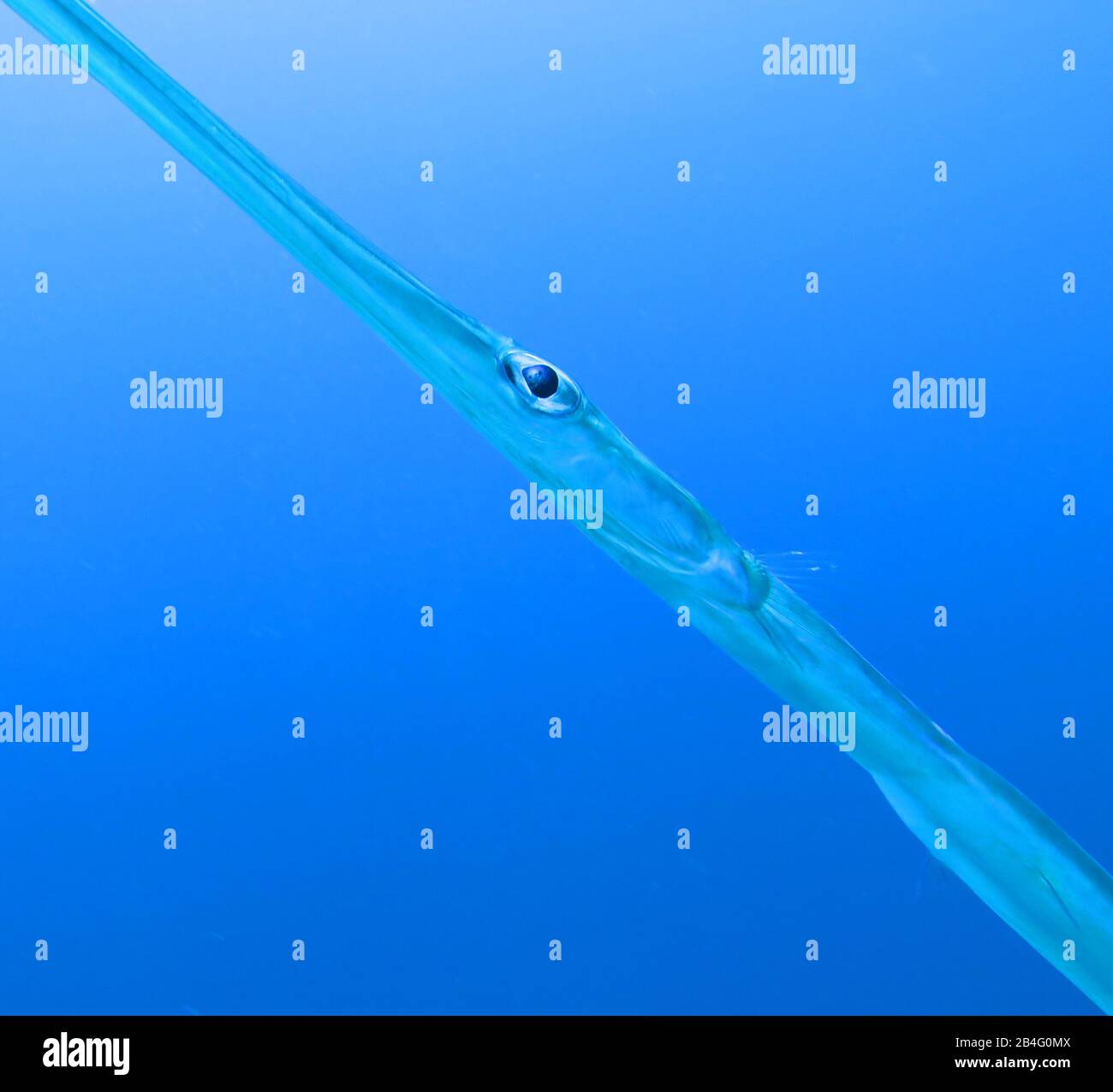 Floetenfisch (Fistularia commersonii), Brother Islands, Rotes Meer ...