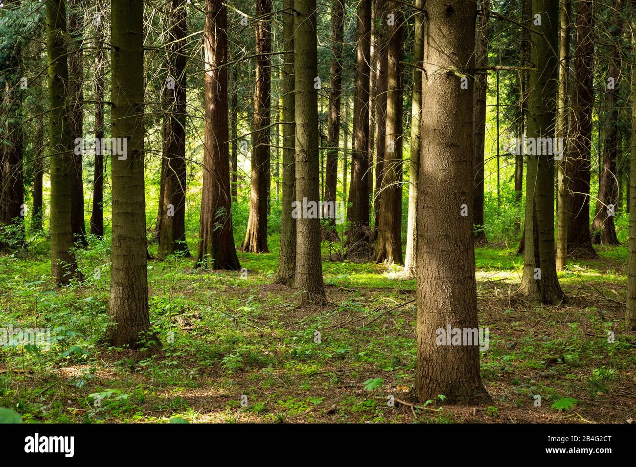 Arboretum polen hi-res stock photography and images - Alamy