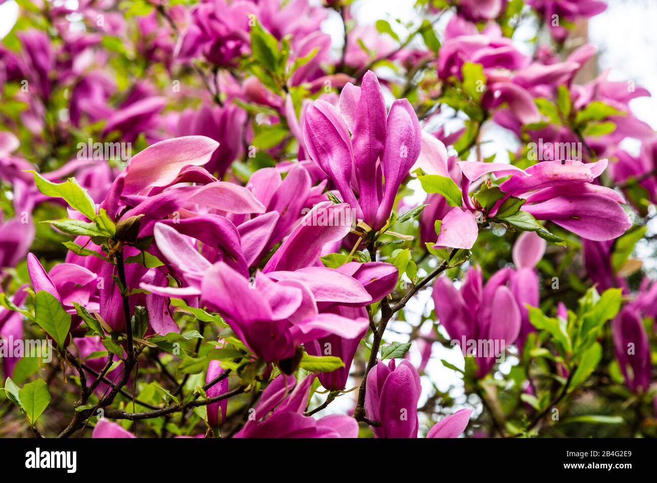 Europe, Poland, Voivodeship Lodz, Arboretum Rogow Stock Photo - Alamy
