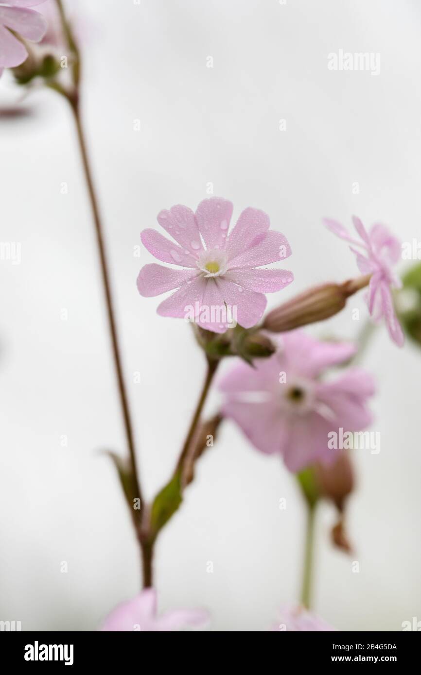 Pink Cranesbill Blossoms against white background, Geranium, Cranesbill ...