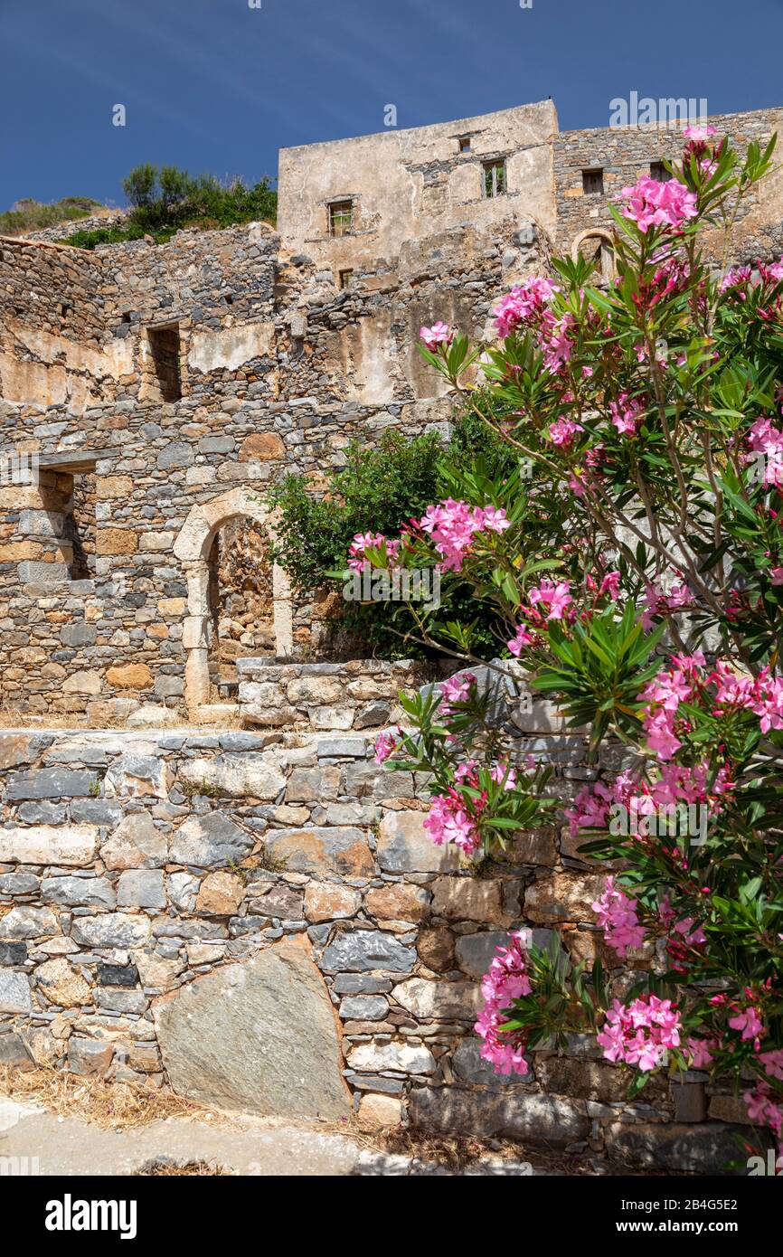 crumbled houses with pink oleander on the leprosy island Spinalonga ...