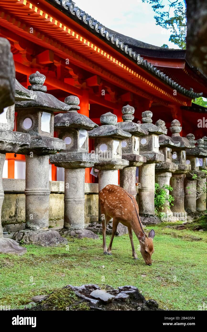Young deer grazing at Kasuga-taisha Shrine, Nara, Honshu, Japan Stock ...