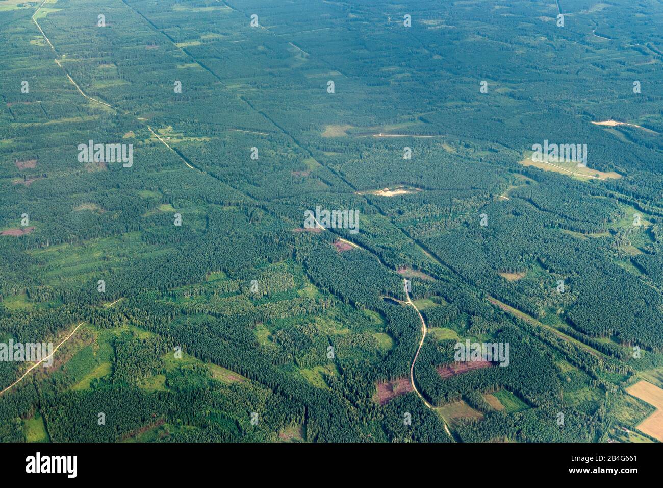 Latvia forest hi-res stock photography and images - Alamy