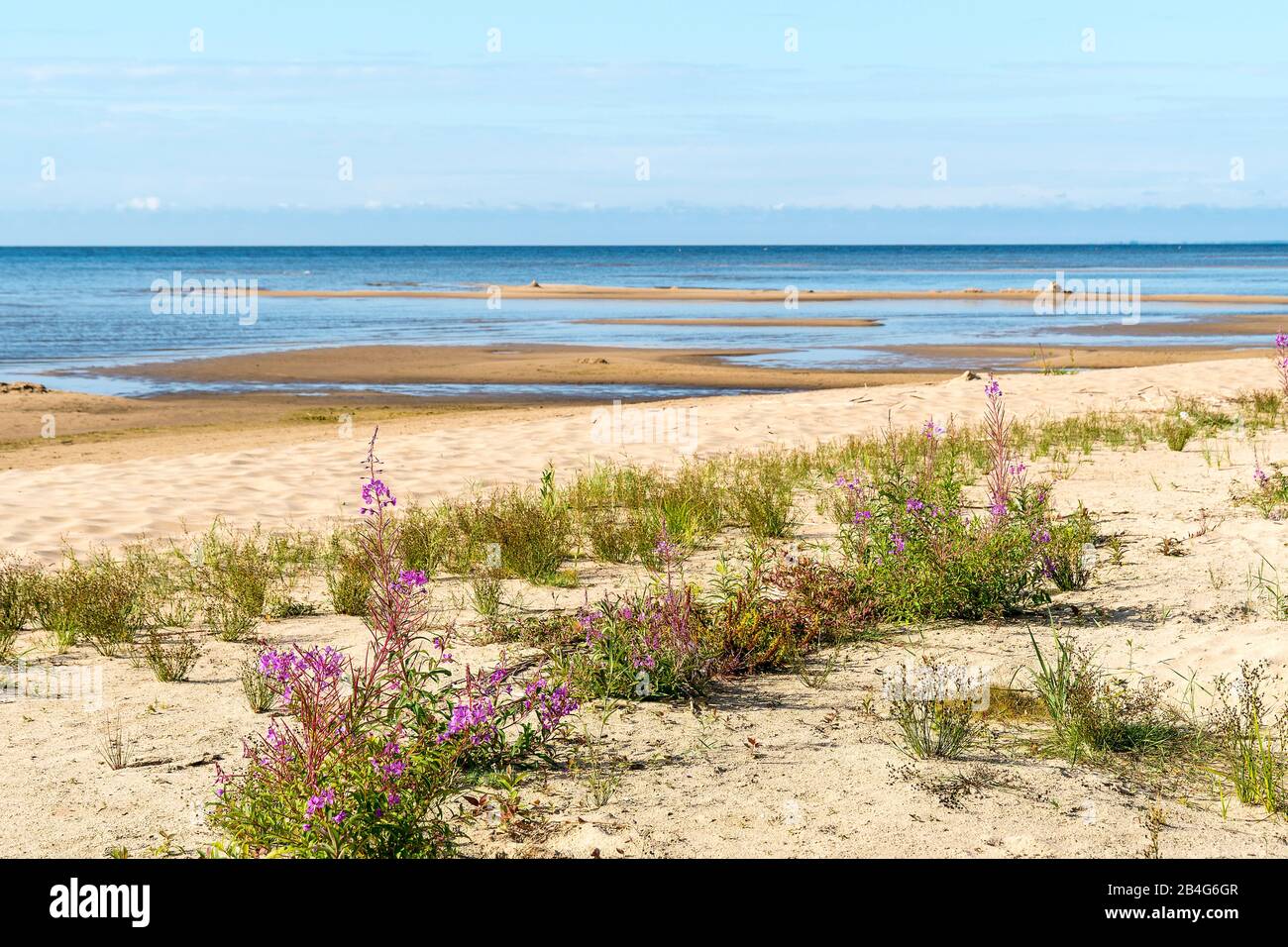 Estland, Peipsi Järv, Peipsi-See, Strand bei Kauksi, schmalblättriges ...