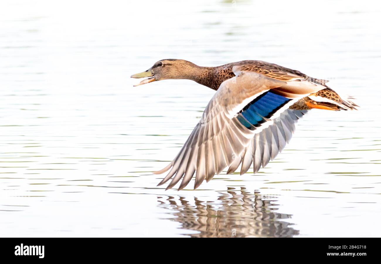 Early spring female plumage hi-res stock photography and images - Alamy