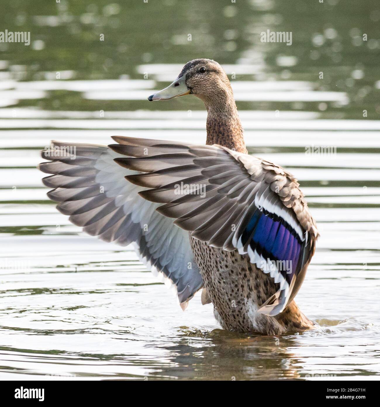 A beautiful female mallard flaps its wings on a lake in Bushy Park ...
