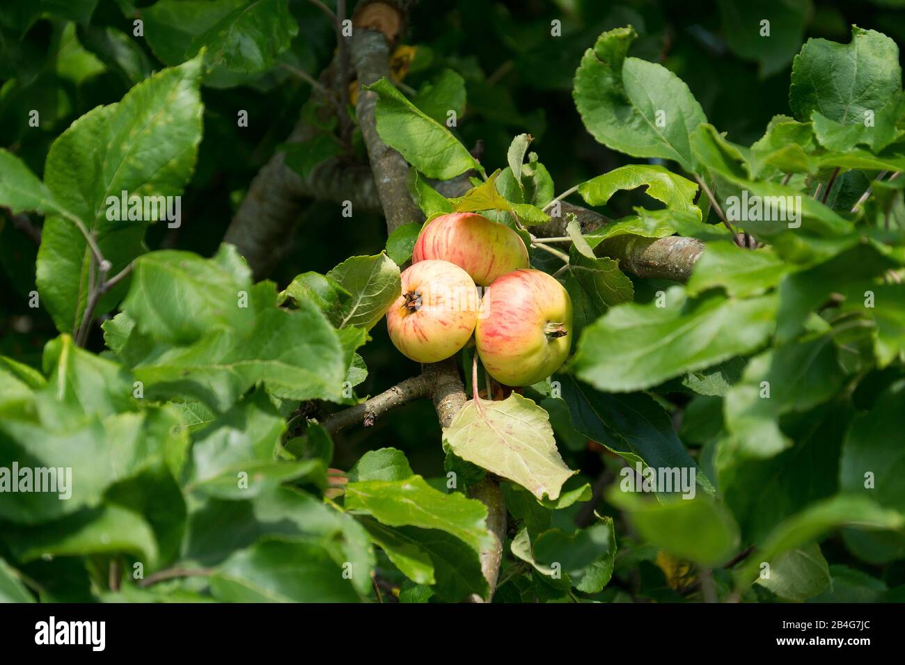 Apples old varieties hi-res stock photography and images - Alamy