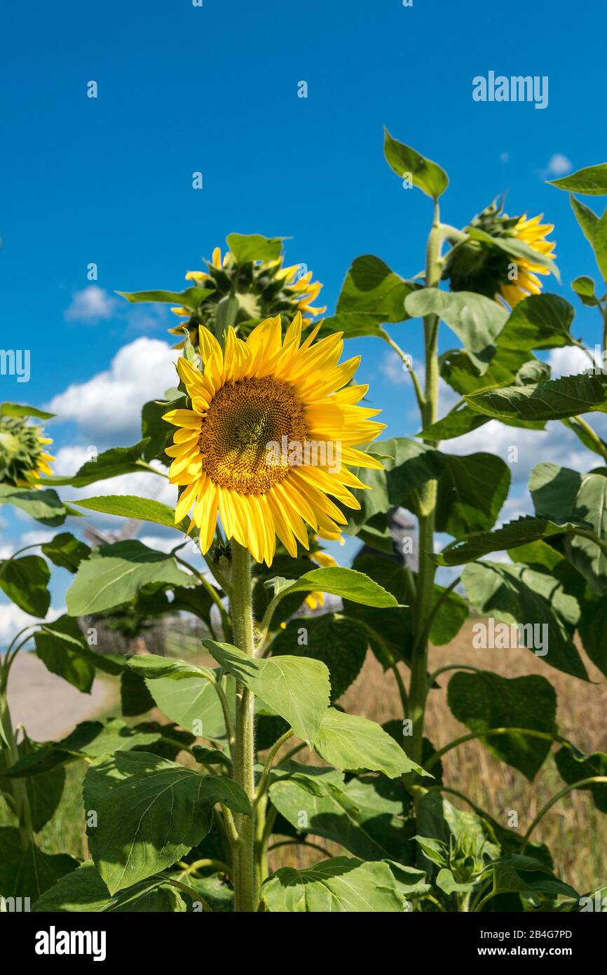 Sunflower on coast hi-res stock photography and images - Alamy