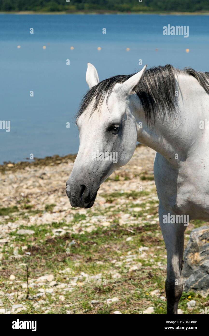 Estland, Ostseeinsel Hiiumaa, Halbinsel Kassari, Schimmel Stock Photo ...
