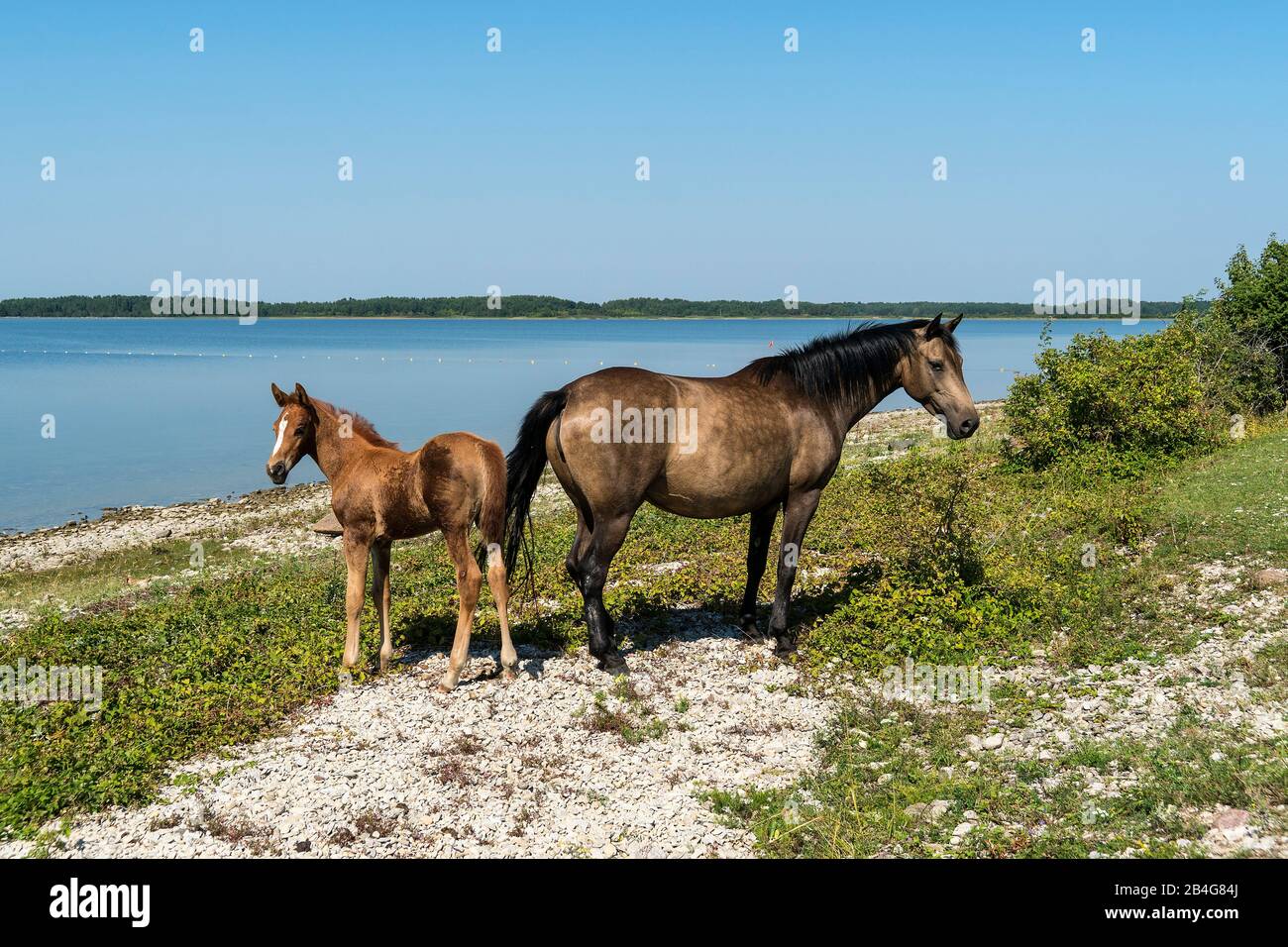 Estland, Ostseeinsel Hiiumaa, Halbinsel Kassari, halbwildes Pferd mit ...