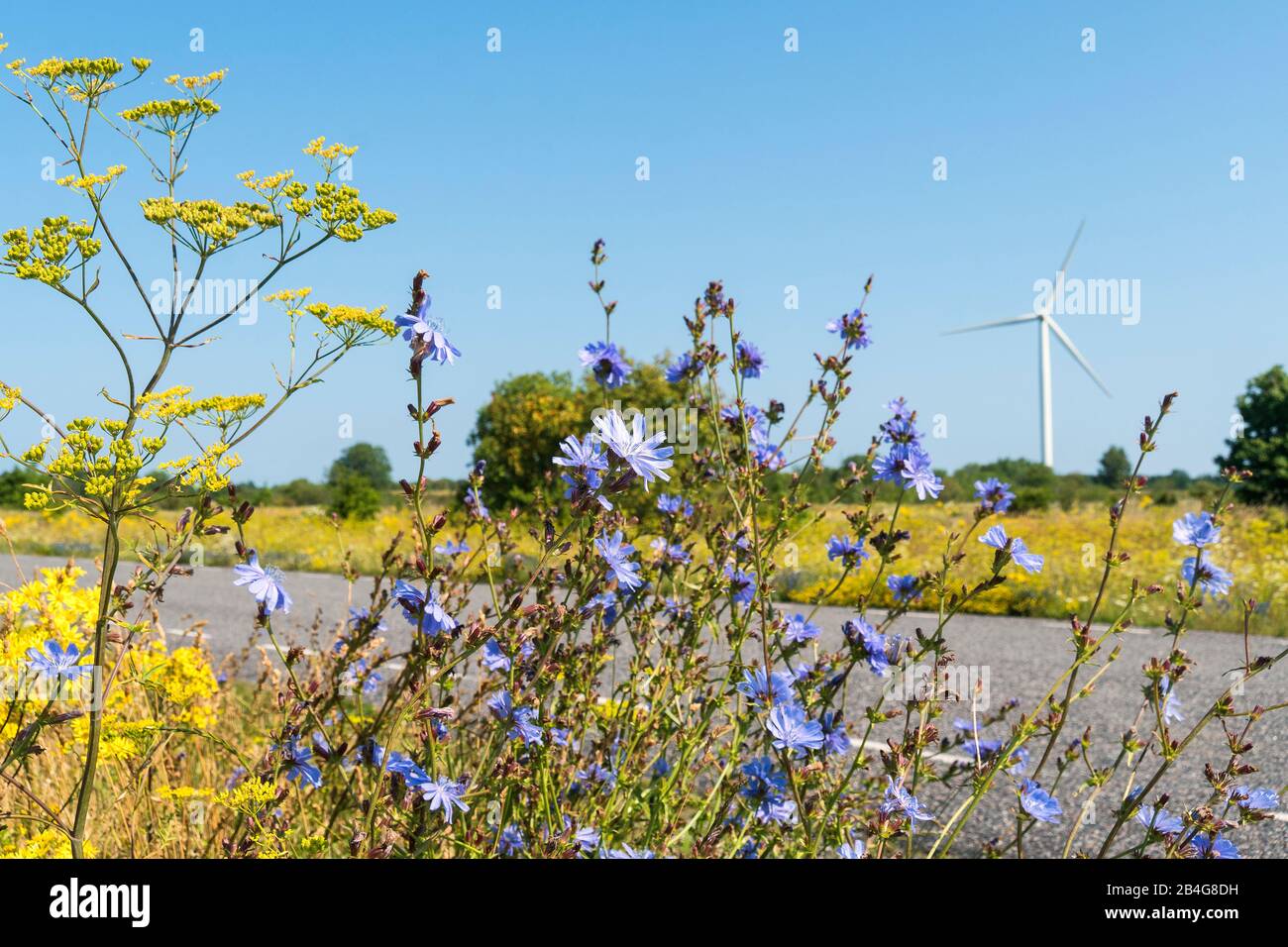 Estland, Ostseeküste, Pakri-Pank, Landstraße, Windrad, Kornblumen Stock ...