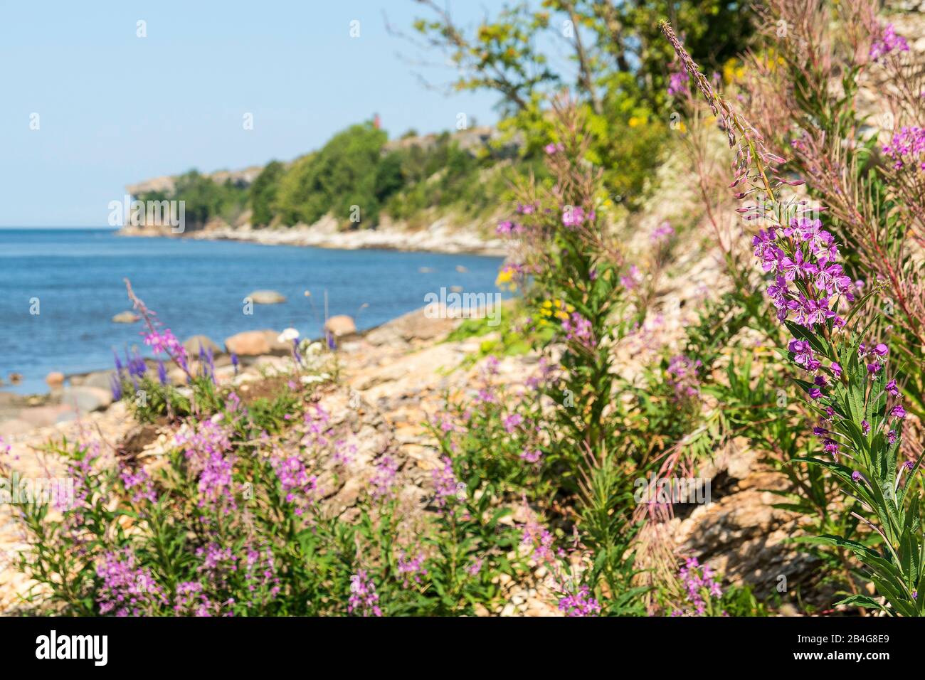 Schmalblattriges weidenroschen hi-res stock photography and images - Alamy