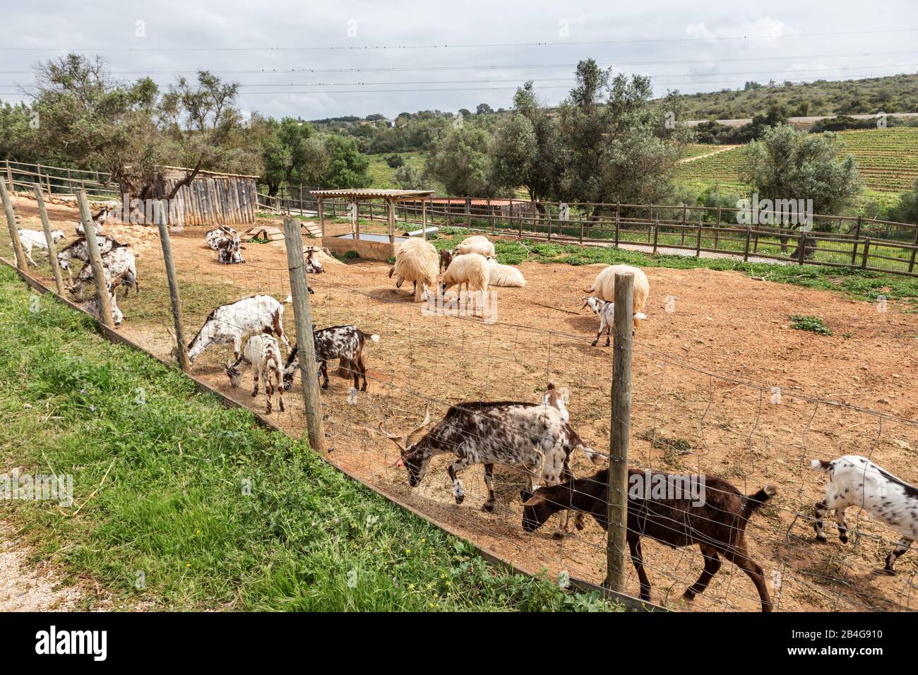 A herd of Portuguese goats is kept in the stall. To graze Stock Photo ...