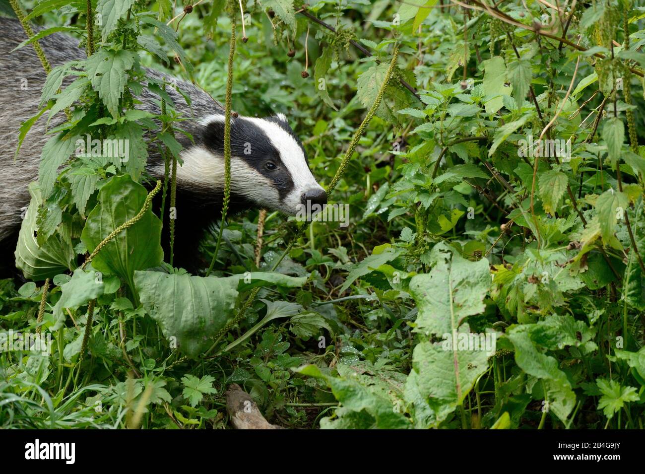 Badger meat hi-res stock photography and images - Alamy