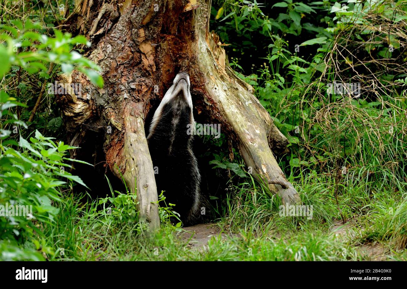Badger meat hi-res stock photography and images - Alamy