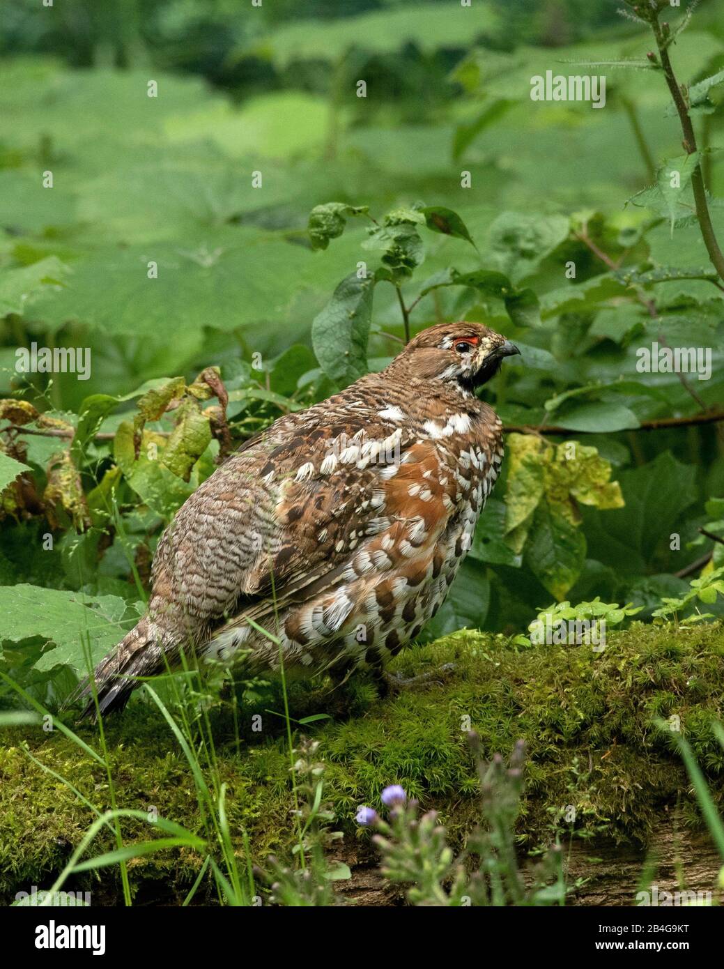 Hasel hi-res stock photography and images - Alamy